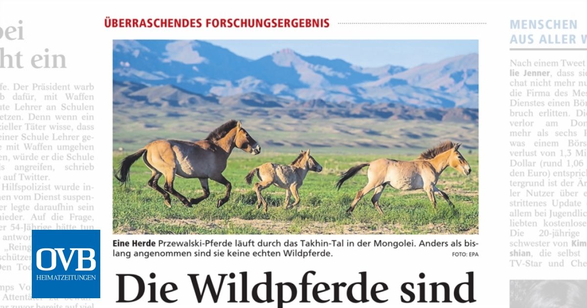 Die Wildpferde sind ausgestorben - OVB Heimatzeitungen