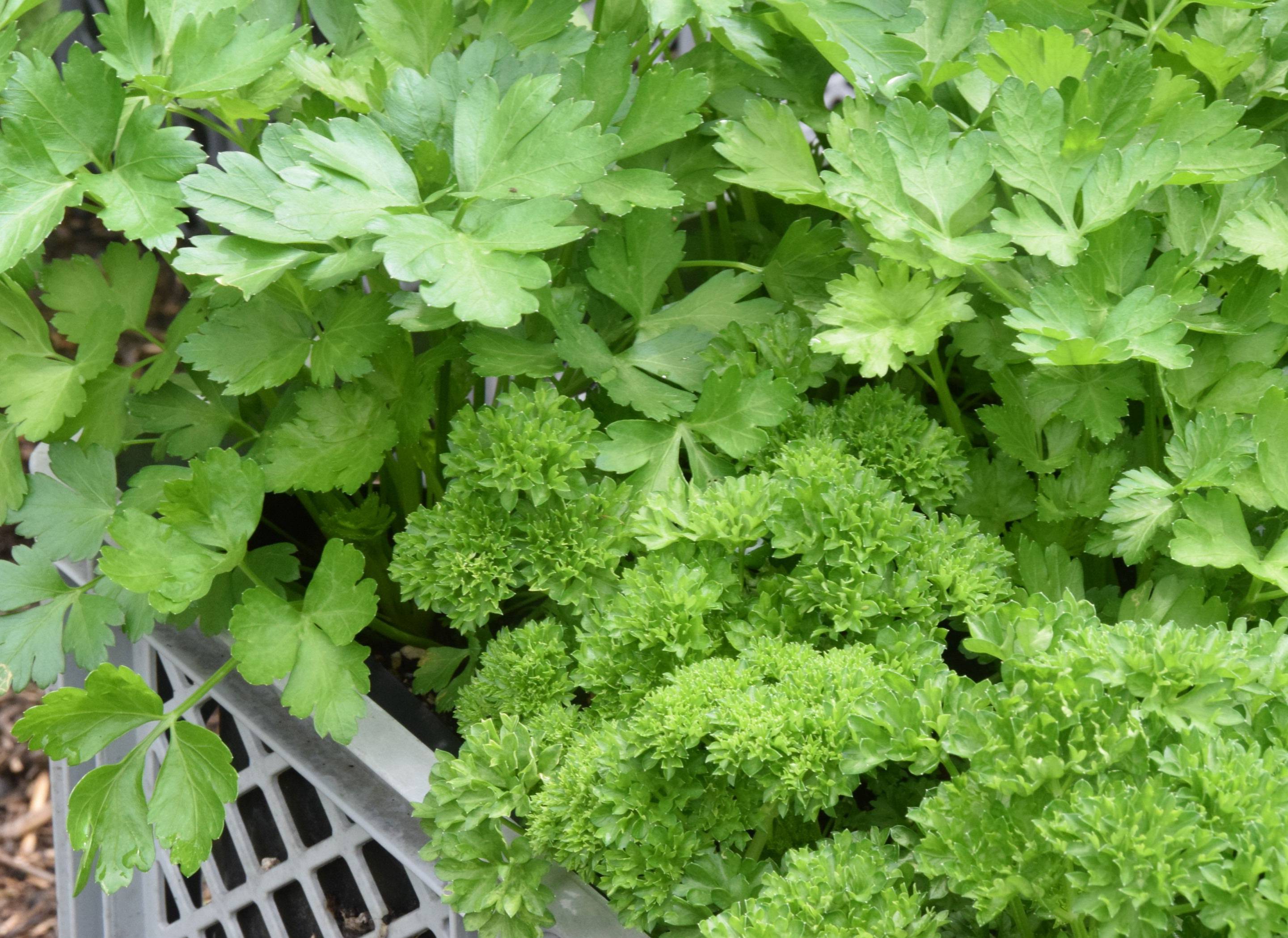 OVB Heimatzeitungen | Damit die Petersilie richtig wächst