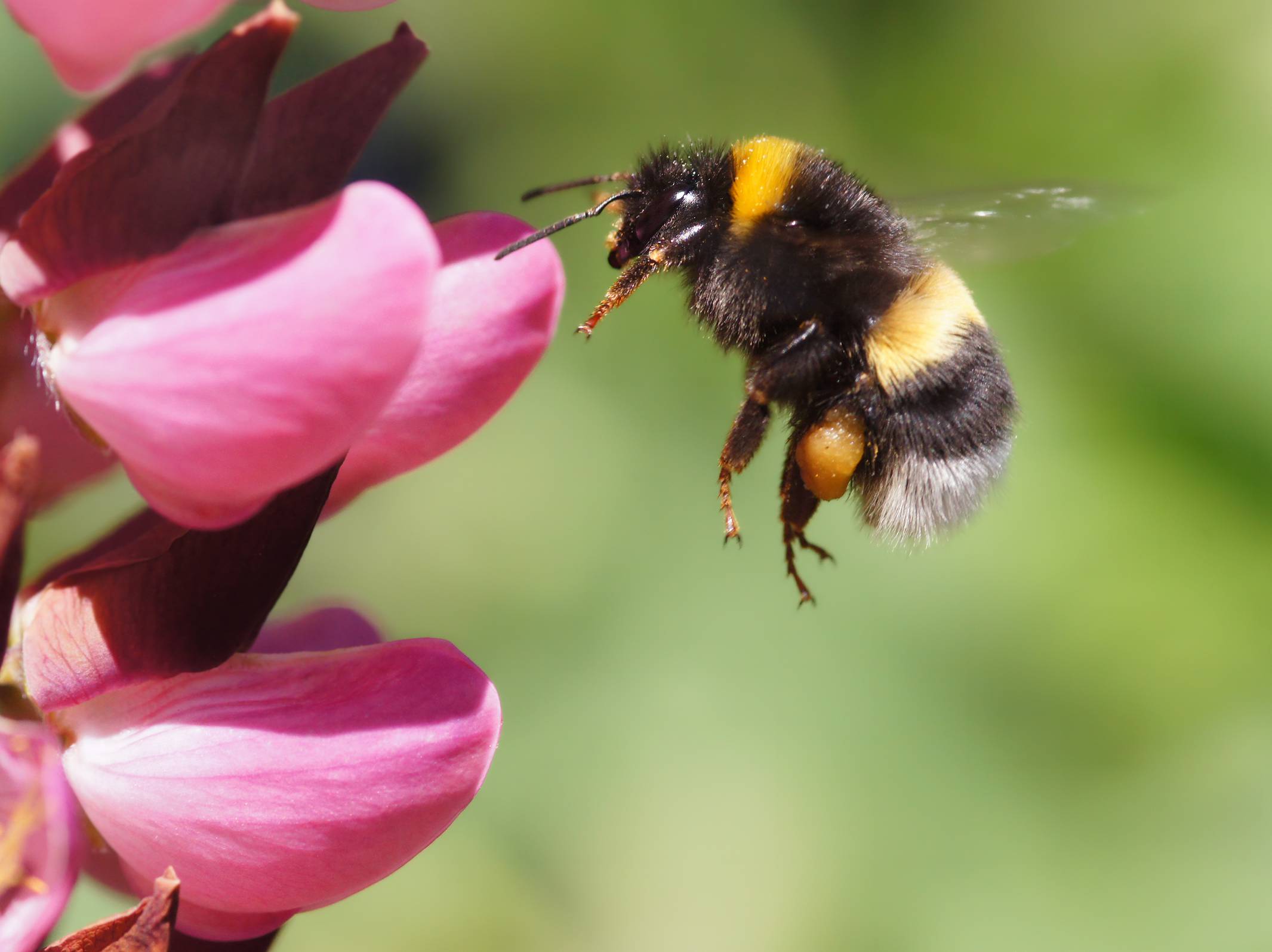 OVB Heimatzeitungen | Geheimnisvolle Pummel-Hummel