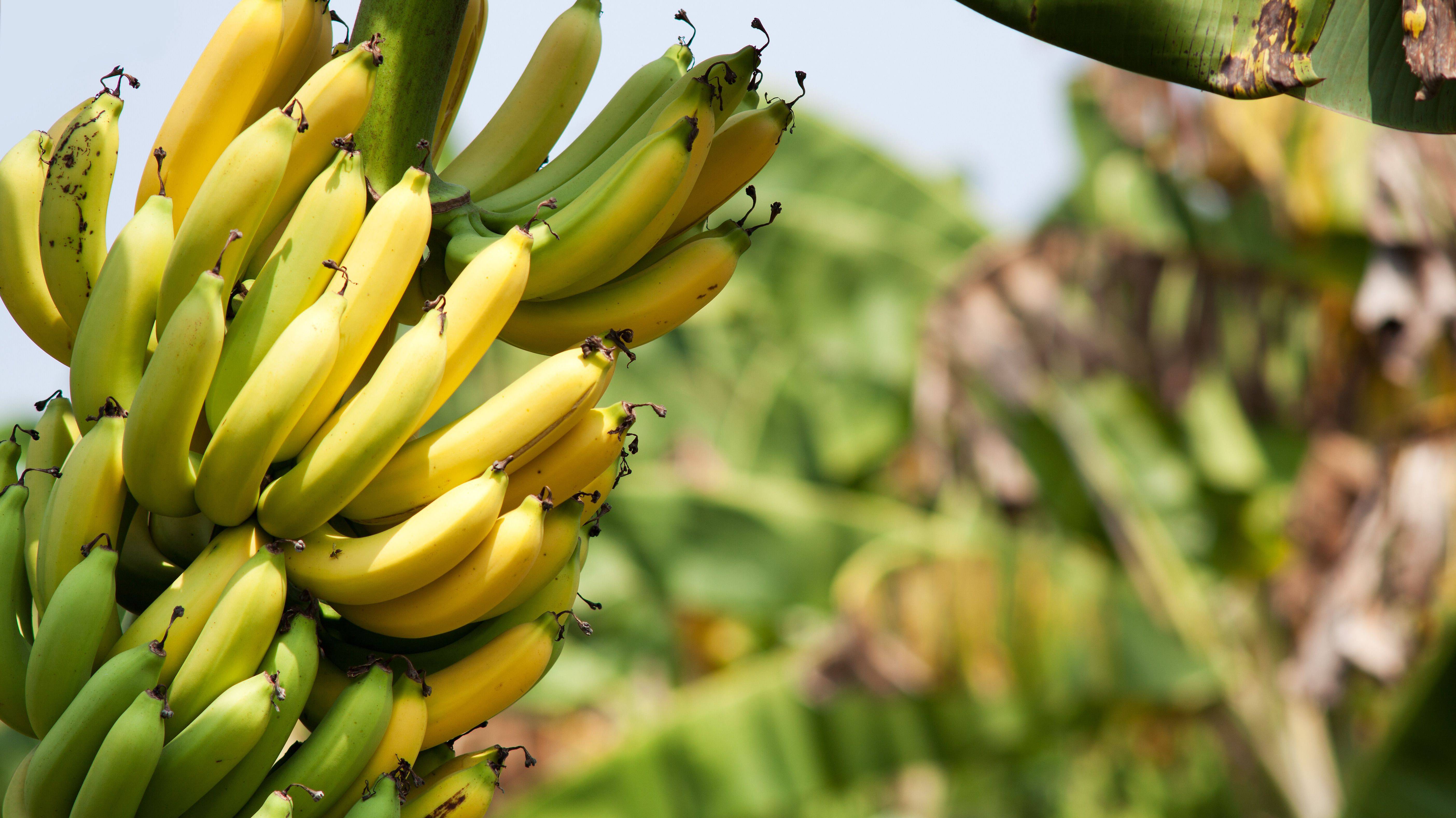 OVB Heimatzeitungen | Beliebter Bananen-Sorte droht Aus