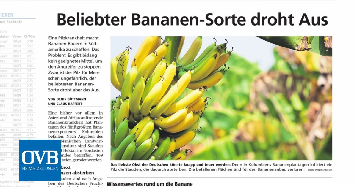 Beliebter Bananen-Sorte droht Aus - OVB Heimatzeitungen