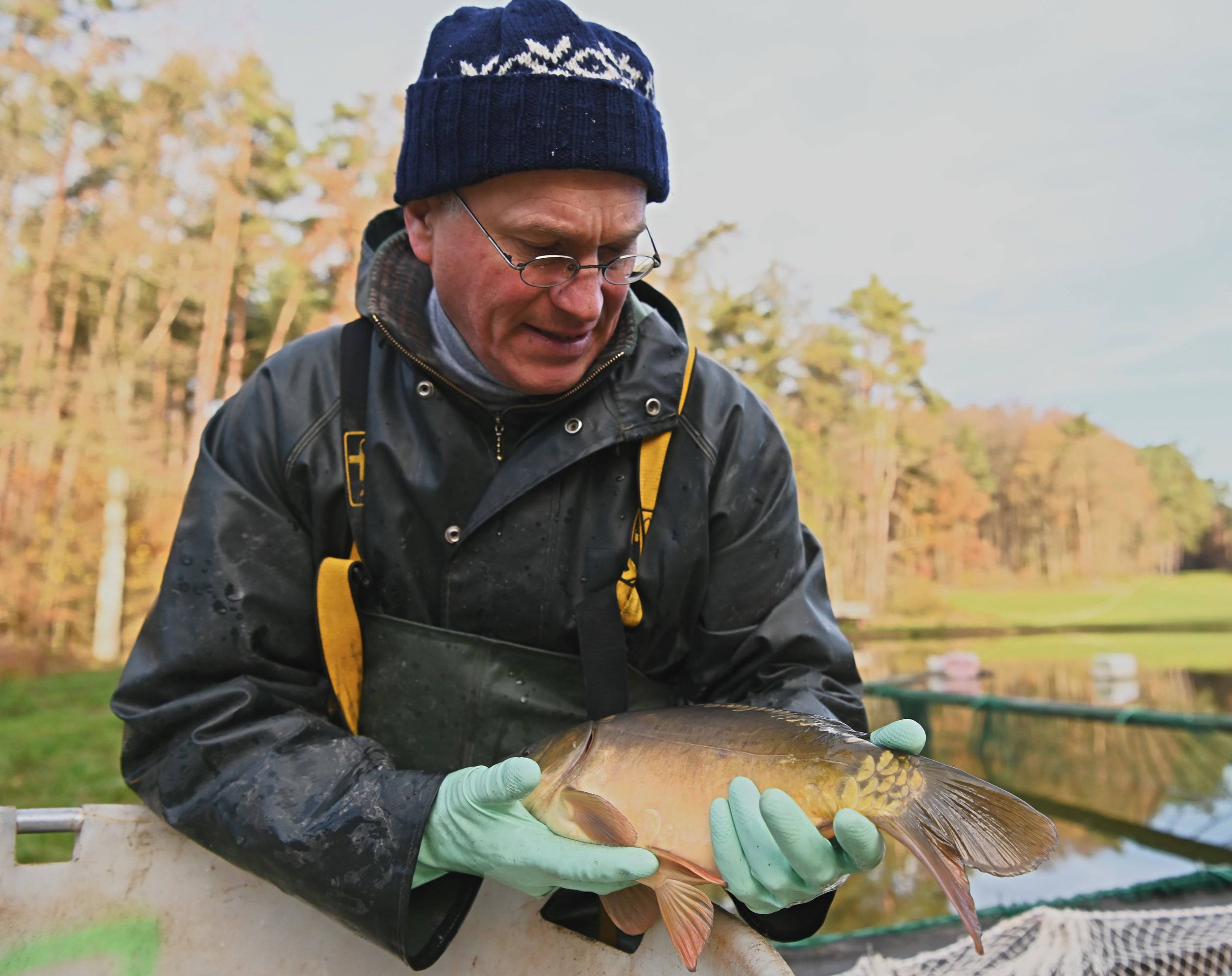 OVB Heimatzeitungen | Der Karpfen – besser als sein Ruf