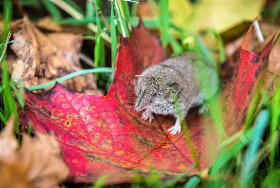OVB Heimatzeitungen | Borna-Virus: Region im Risikogebiet