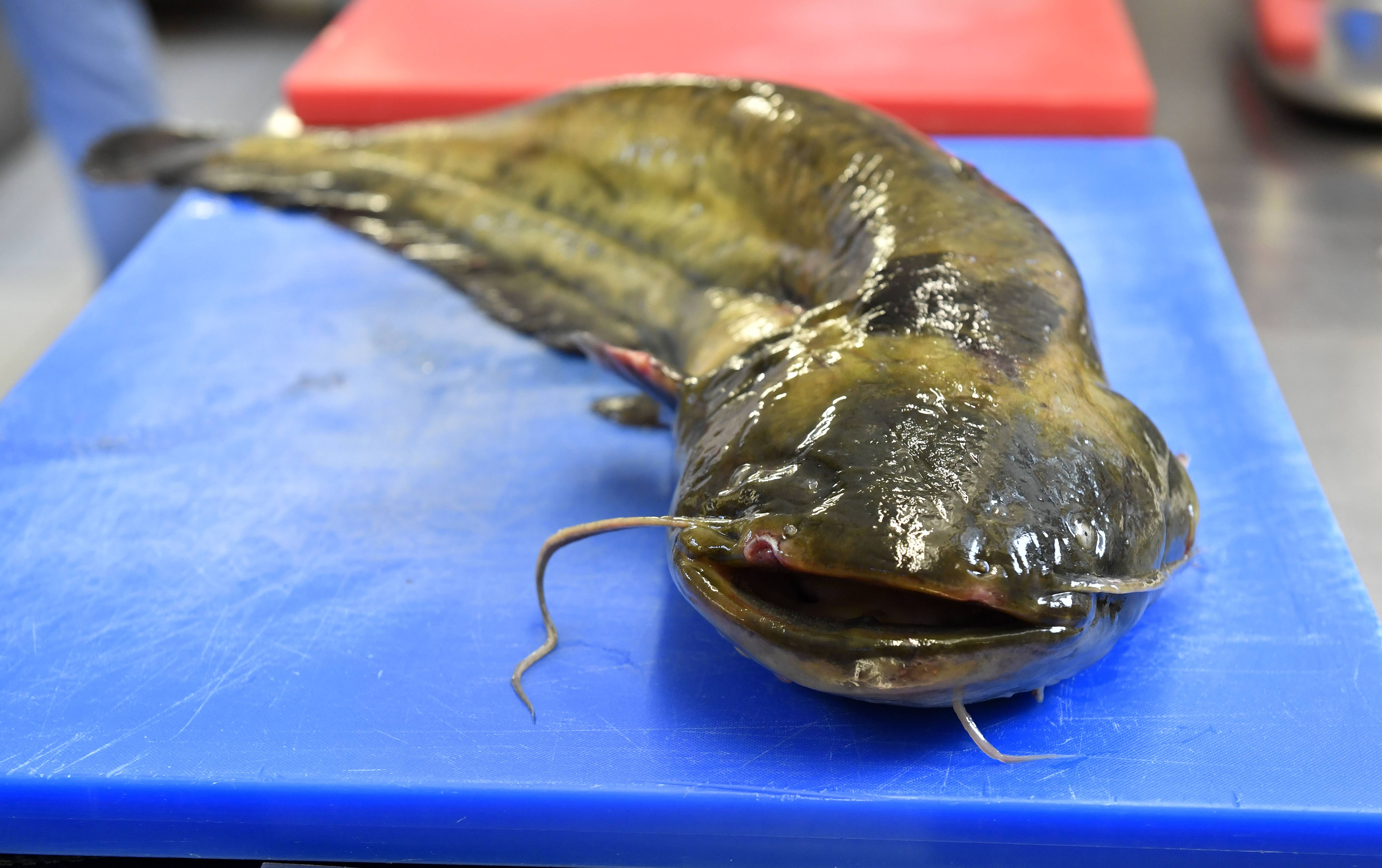 OVB Heimatzeitungen | Der Waller schmeckt am besten klassisch: Pochiert ...