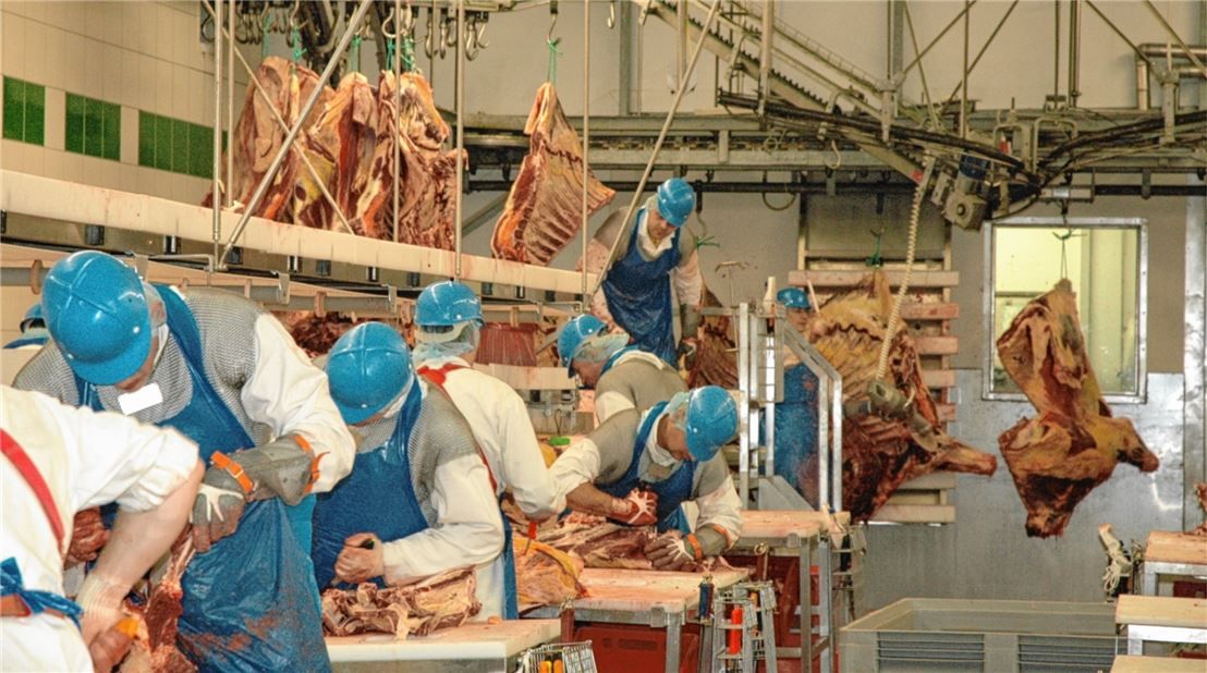 OVB Heimatzeitungen | Tausend Schlachter werden getestet