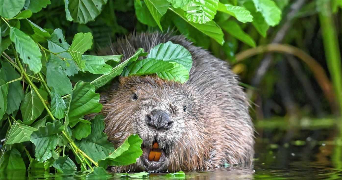 OVB Heimatzeitungen | Den Biber besser verstehen lernen