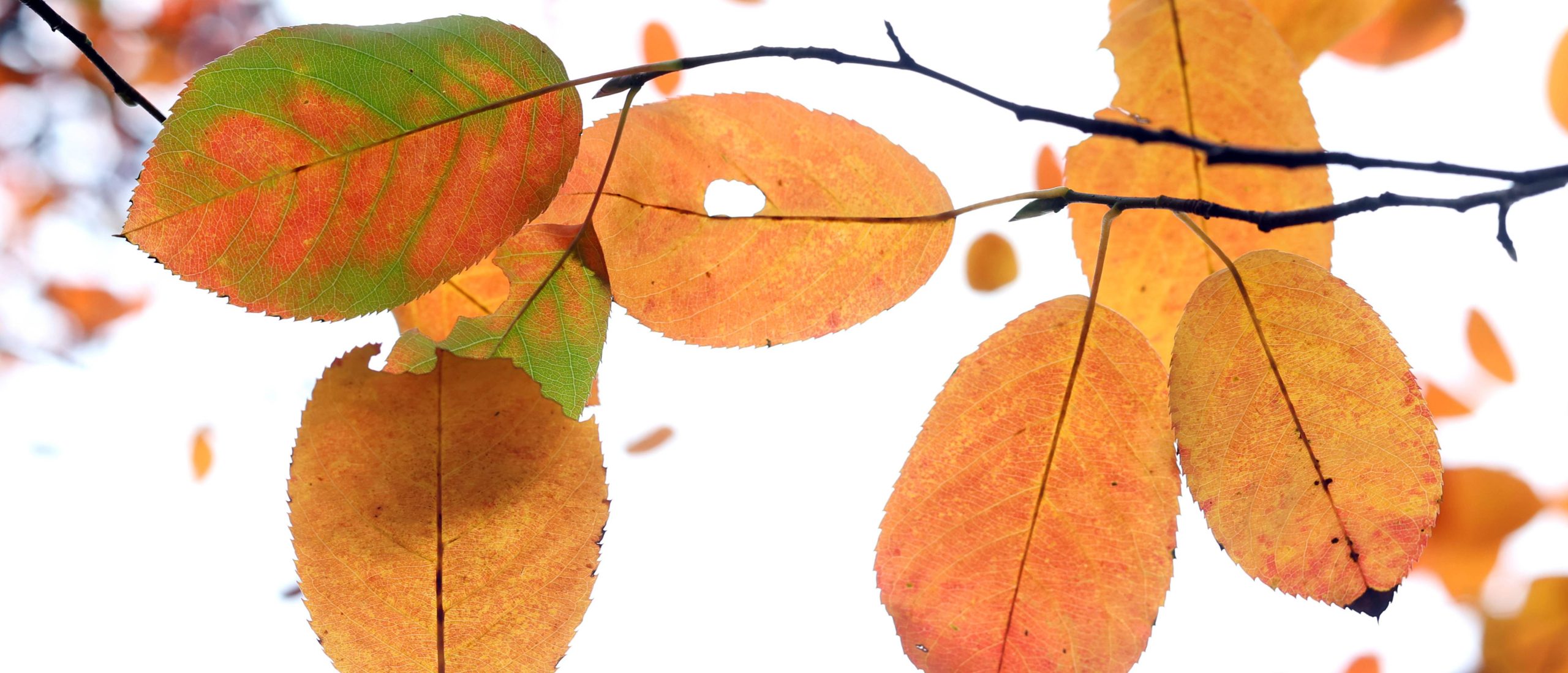 OVB Heimatzeitungen | Der Herbst malt bunte Blätter