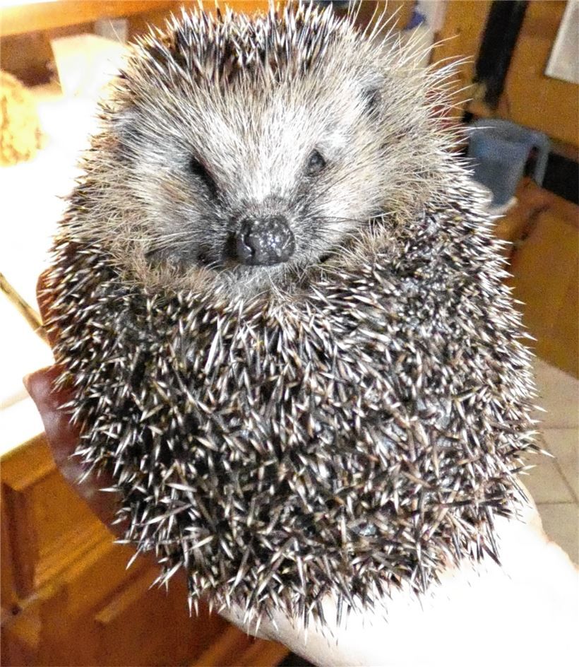 OVB Heimatzeitungen | Hilferuf der Grabenstätter „Igel-Mamas“