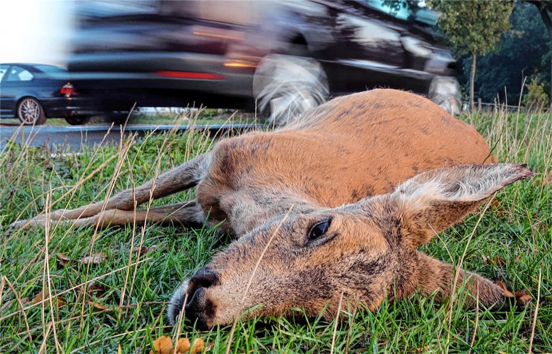 OVB Heimatzeitungen | Totes Reh gibt Rätsel auf