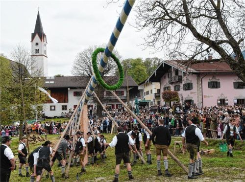 OVB Heimatzeitungen | 40 Männer hieven Maibaum in Altenbeuern empor