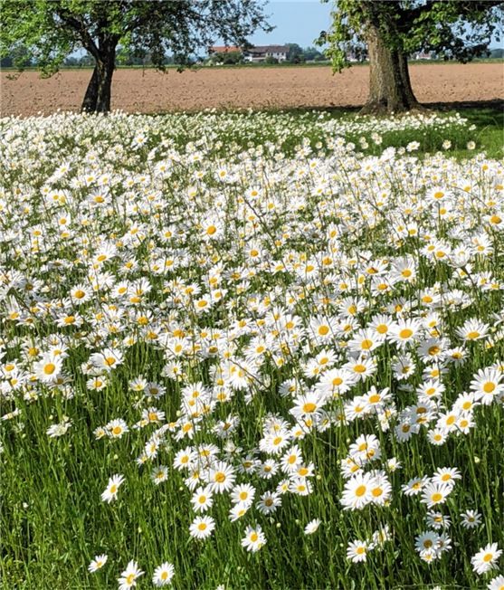 OVB Heimatzeitungen | Margeriten überbringen Sonnengrüße