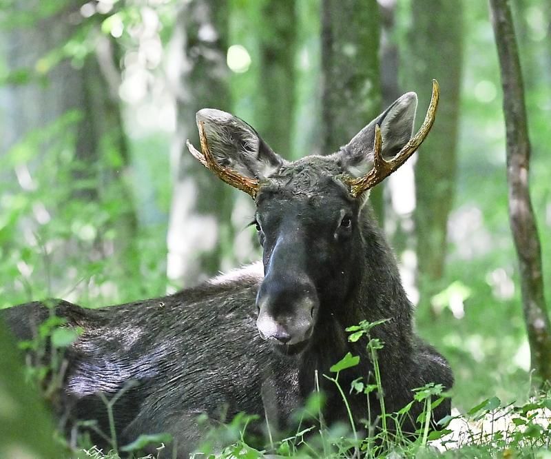 OVB Heimatzeitungen | Österreich schiebt Kult-Elch Emil ab